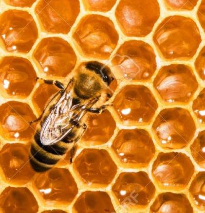 Propóleo – Origen y beneficios | Organic Store